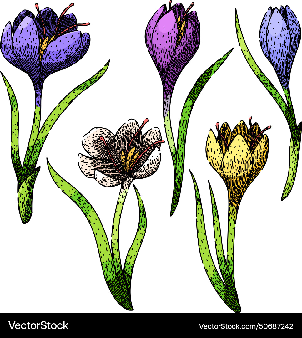 Crocus Set Sketch Hand Drawn Royalty Free Vector Image