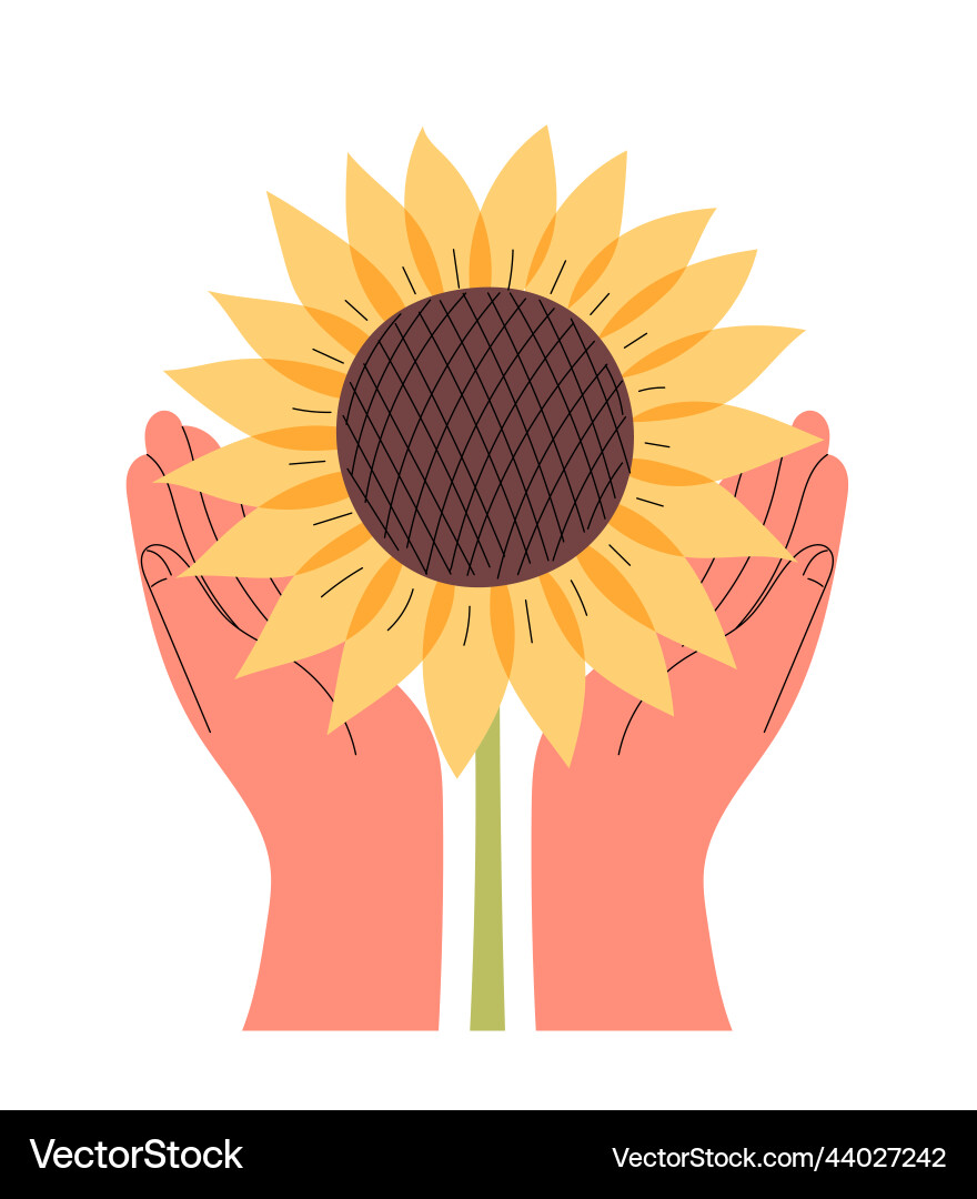 Hands holding sunflower Royalty Free Vector Image