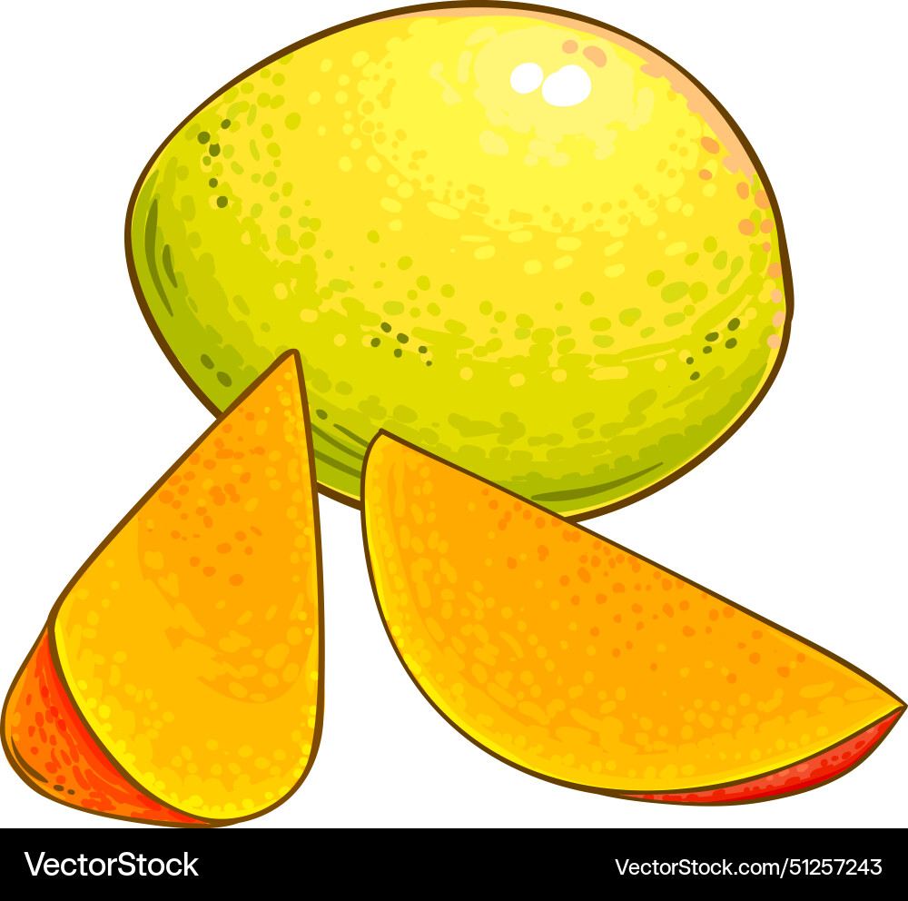 Mango fruits colored detailed Royalty Free Vector Image Mango fruits colored detailed Royalty Free Vector Image