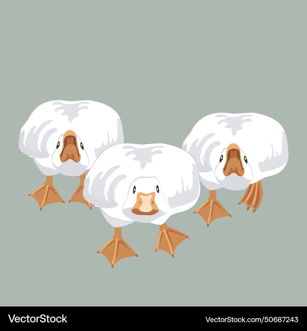 Three big angry and brave geese running going Vector Image
