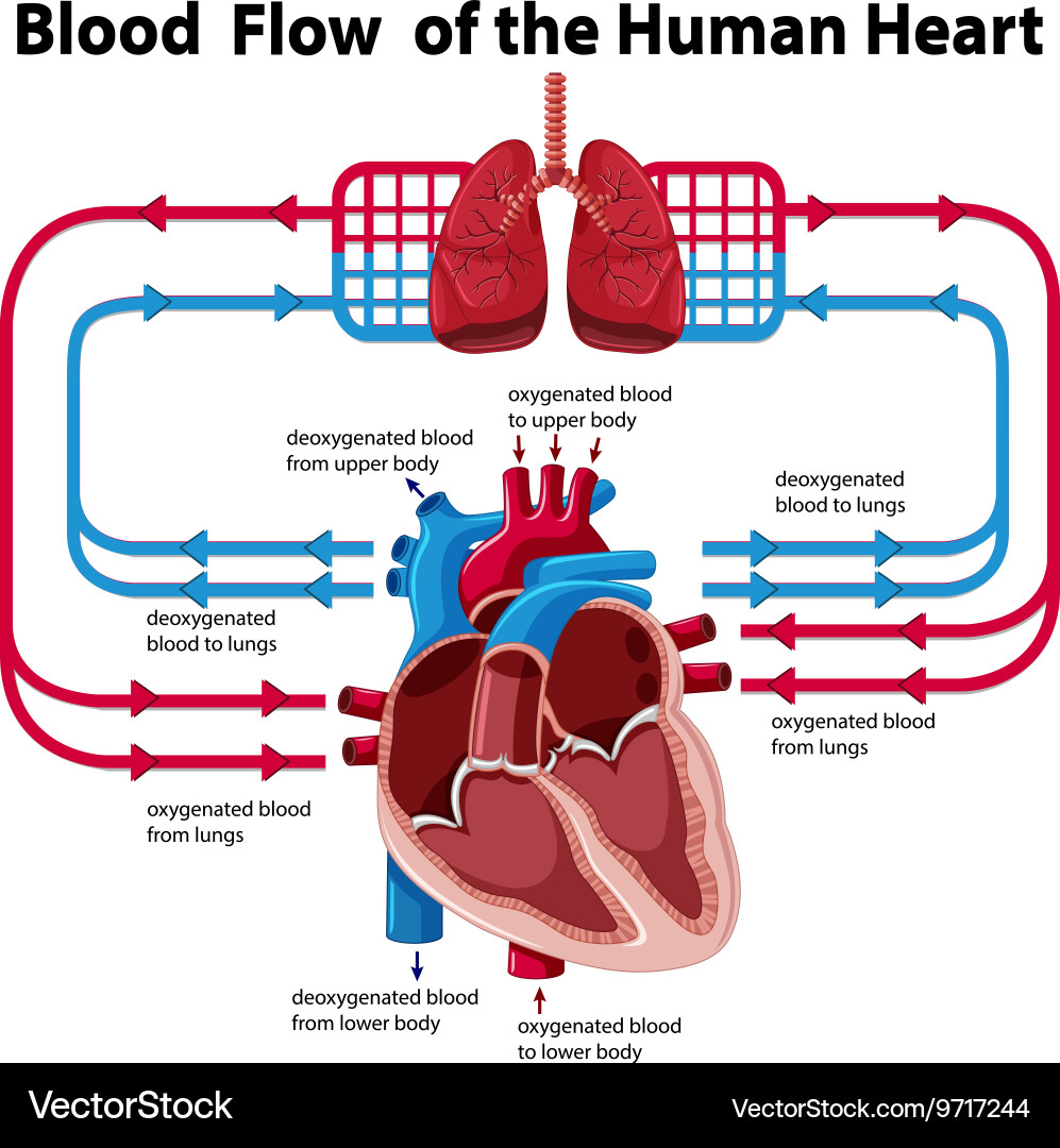 Human Heart Blood Circulation Diagram Royalty Free Vector