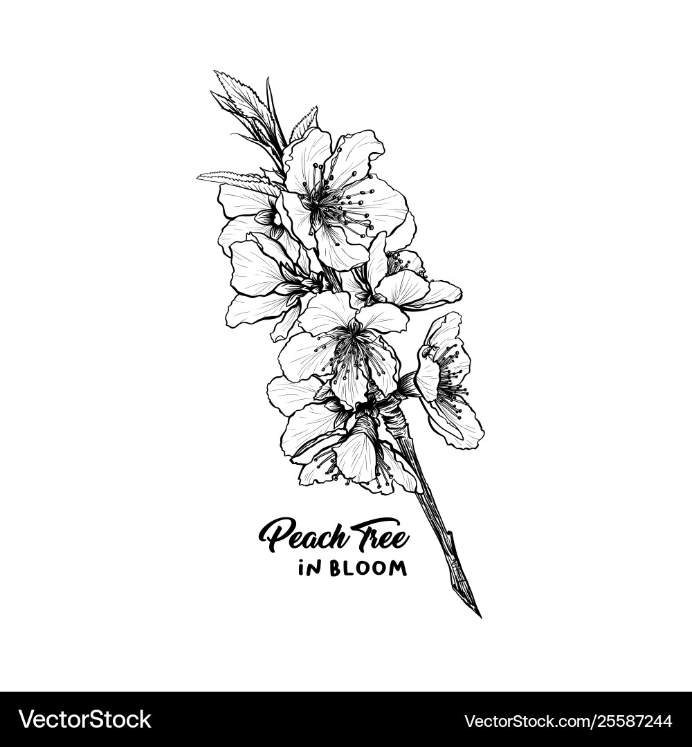 Peach flowers hand drawn sketch Royalty Free Vector Image