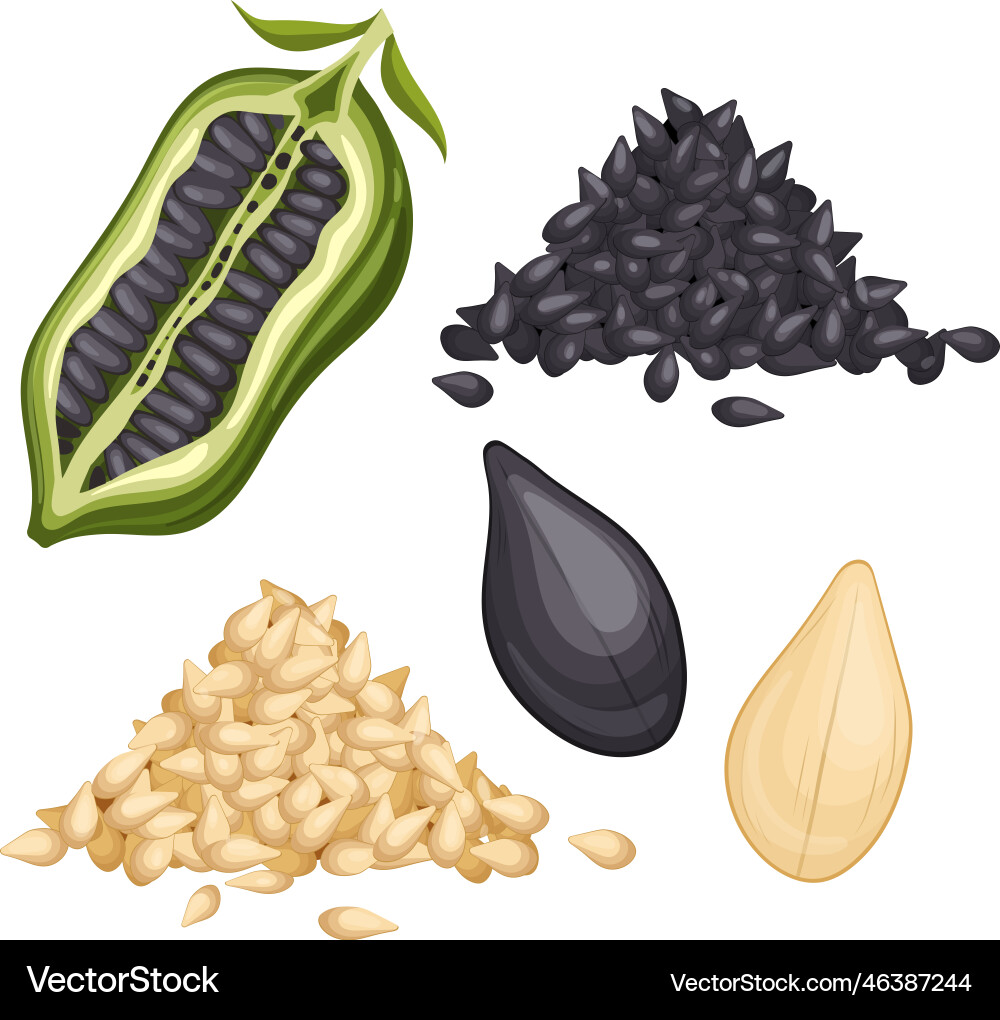 Sesame seed food set cartoon Royalty Free Vector Image