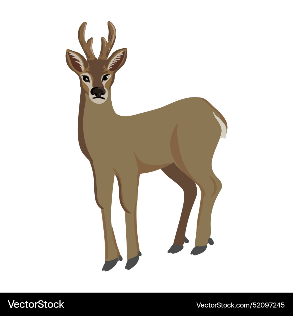 Drawing western roe deer Royalty Free Vector Image