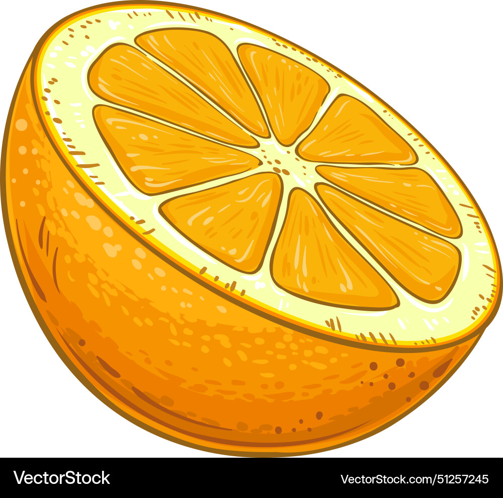 Orange fruit colored detailed Royalty Free Vector Image Orange fruit colored detailed Royalty Free Vector Image