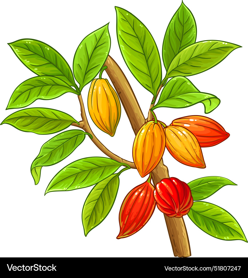 Cocoa branch colored detailed Royalty Free Vector Image