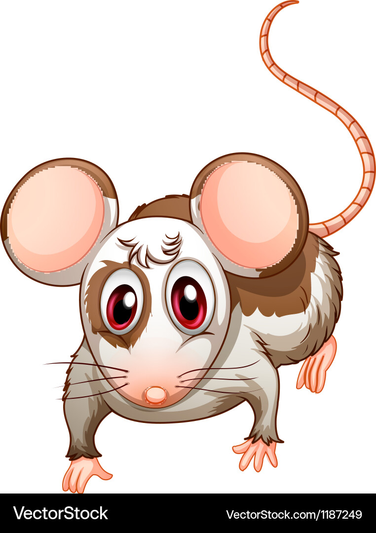 A mouse Royalty Free Vector Image - VectorStock