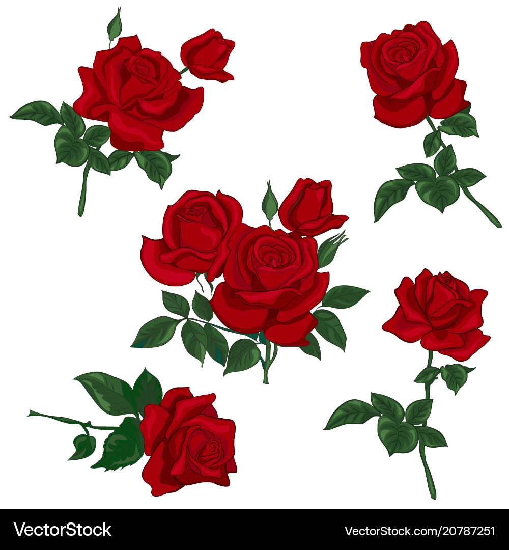 Set red rose Royalty Free Vector Image - VectorStock