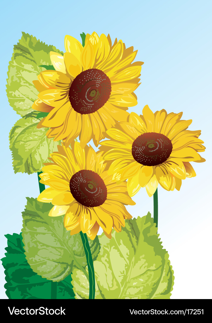 Sunflower Royalty Free Vector Image - VectorStock