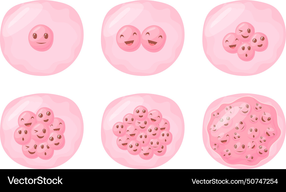 Cartoon fertilized cell egg cells division Vector Image