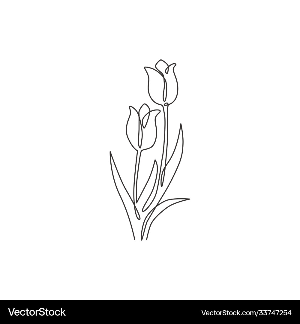 Continuous Line Tulip Royalty Free Vector Image