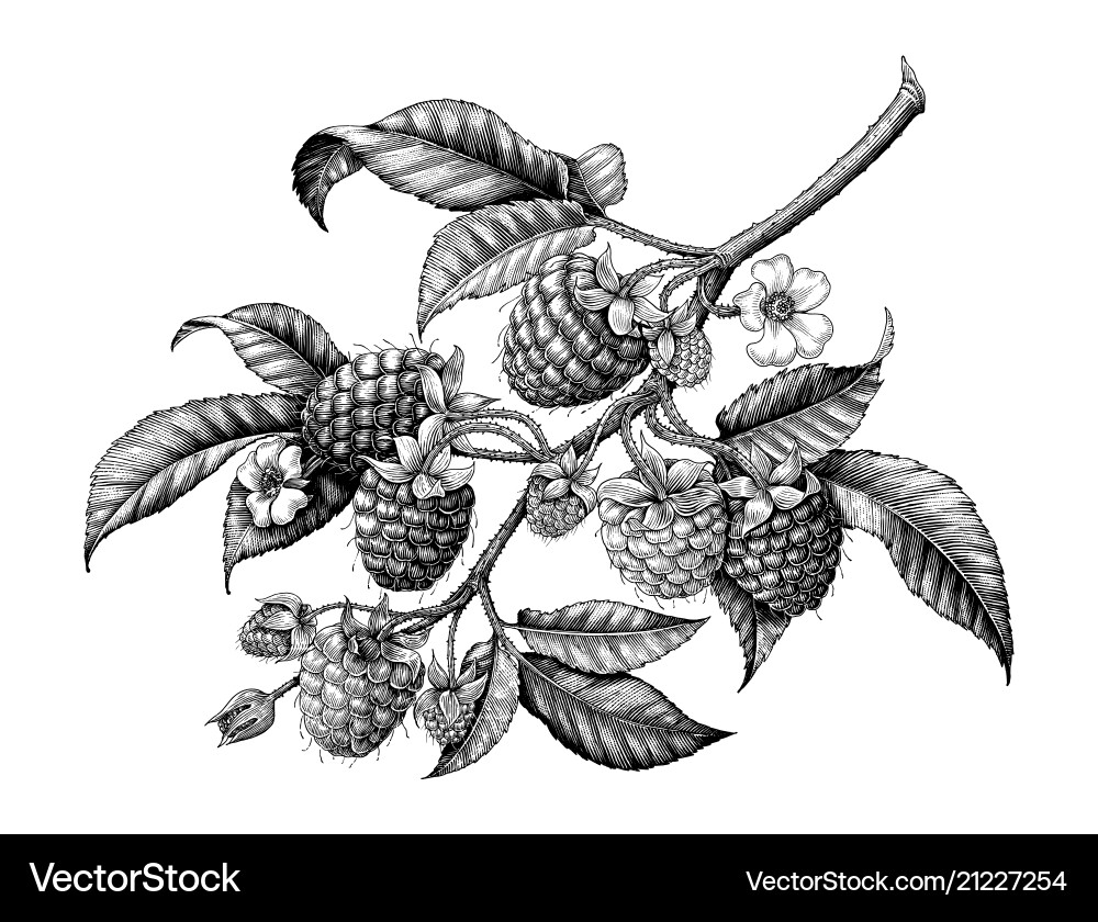 Raspberry branch hand drawing black and white Vector Image