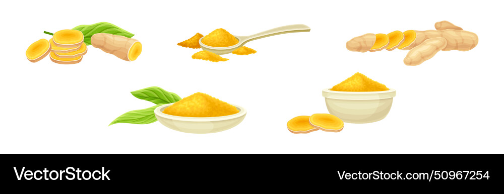 Turmeric plant with root as cooking flavor Vector Image