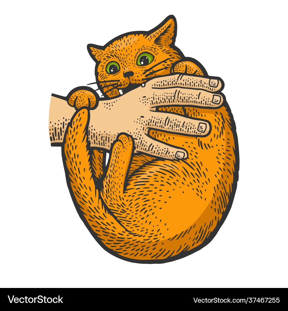 Cat bites hand sketch Royalty Free Vector Image