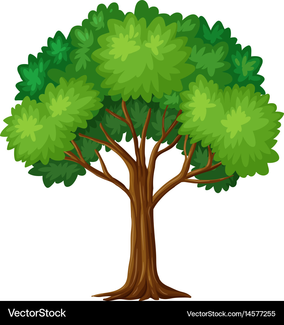 Green tree on white background Royalty Free Vector Image