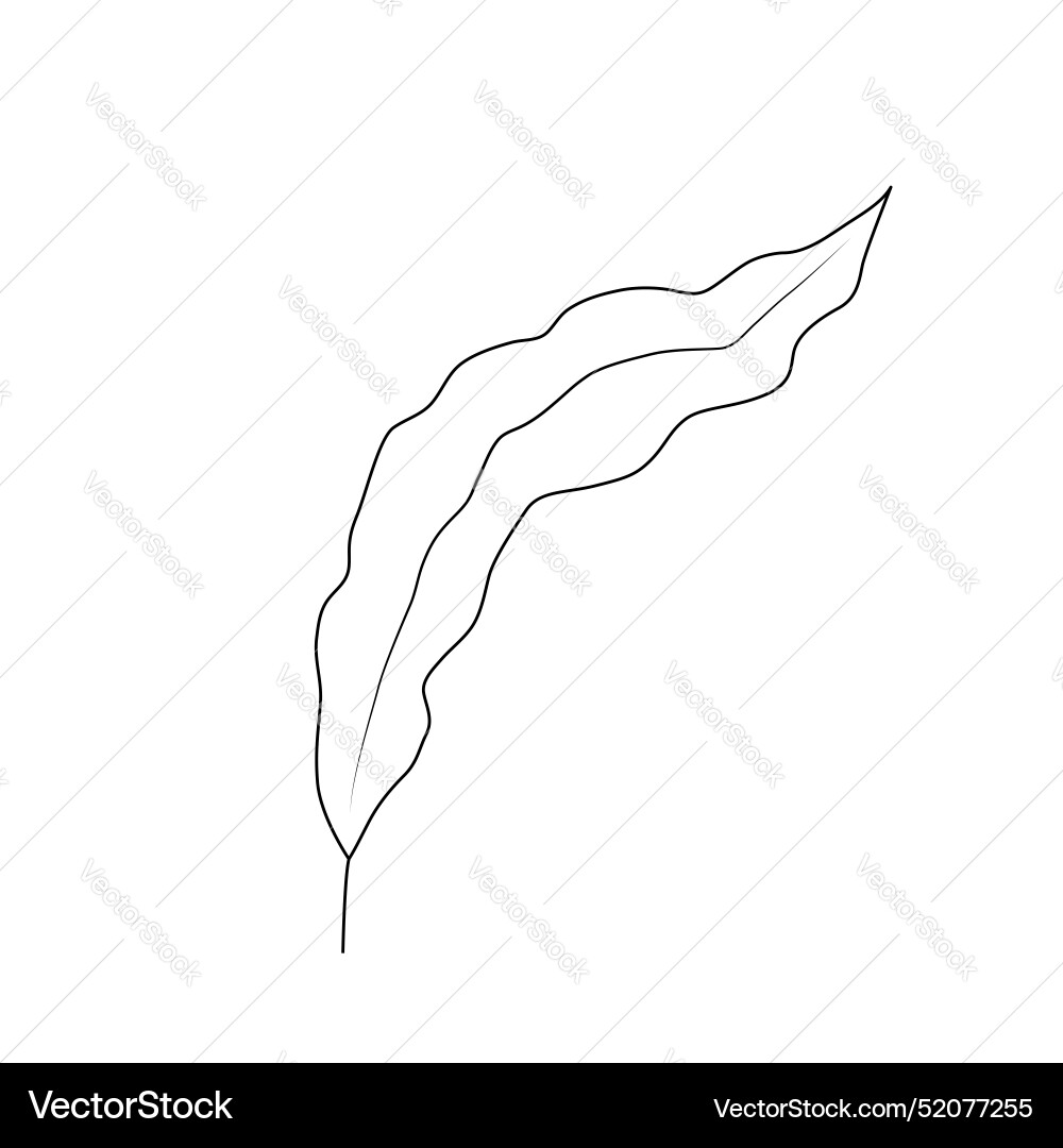 Seaweed silhouette outline drawing image Vector Image