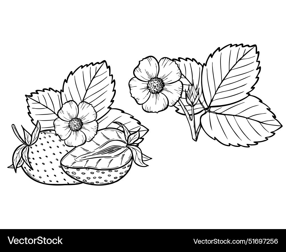 Strawberry line art set with berries Royalty Free Vector