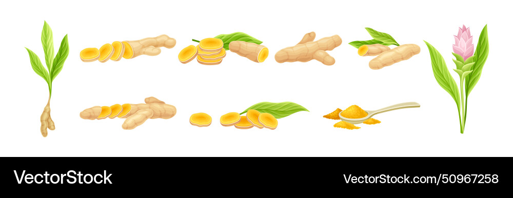 Turmeric plant with root as cooking flavor Vector Image