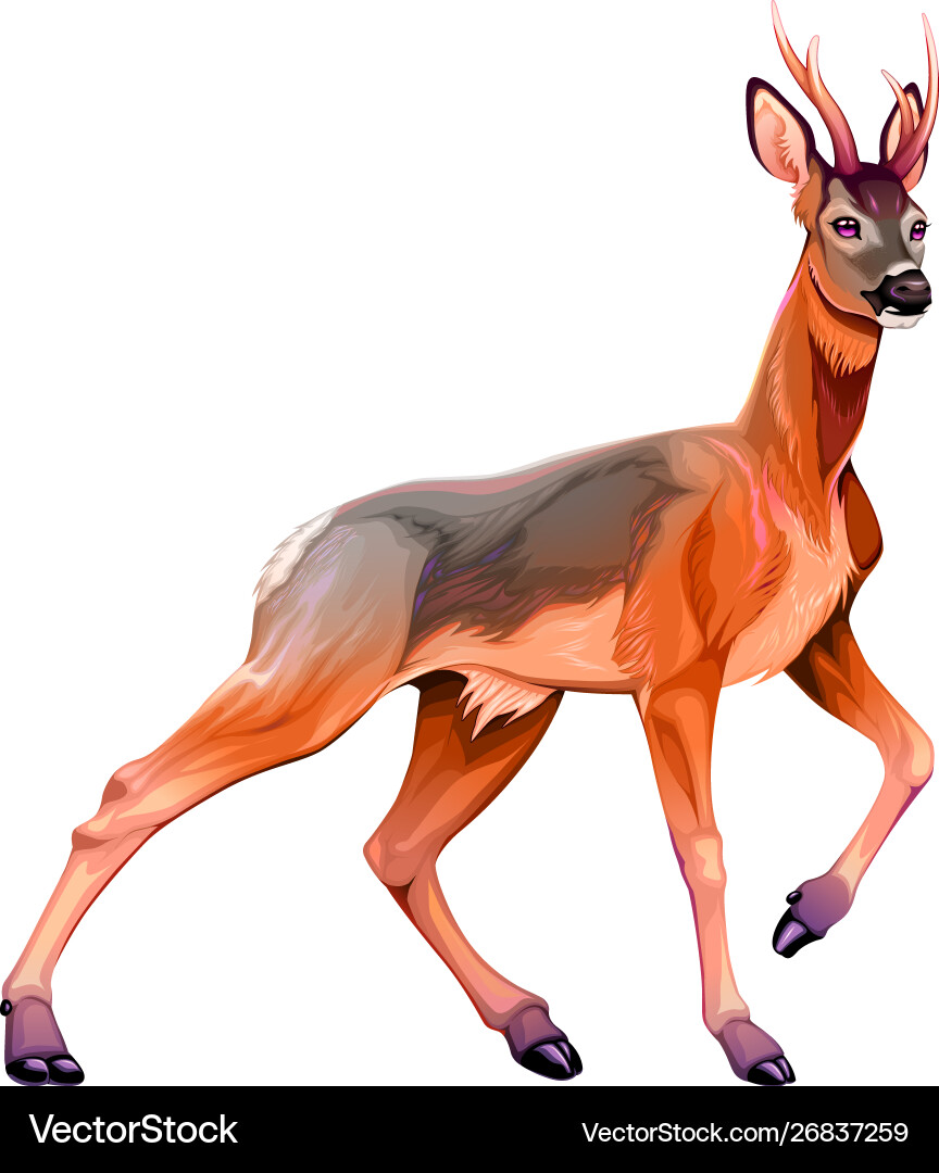 Roe deer Royalty Free Vector Image - VectorStock
