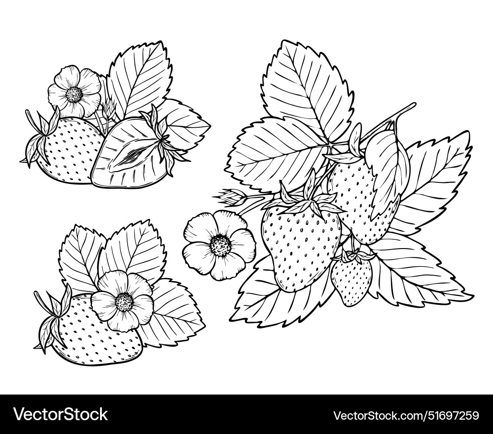 Strawberry line art set with berries Royalty Free Vector