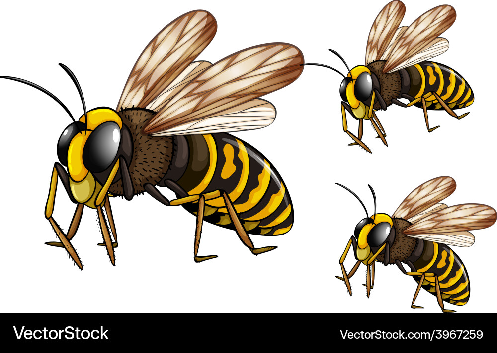 Wasps Royalty Free Vector Image - VectorStock