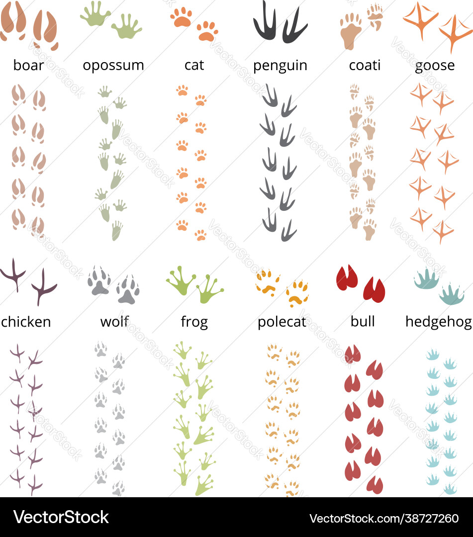 Animal track print set Royalty Free Vector Image