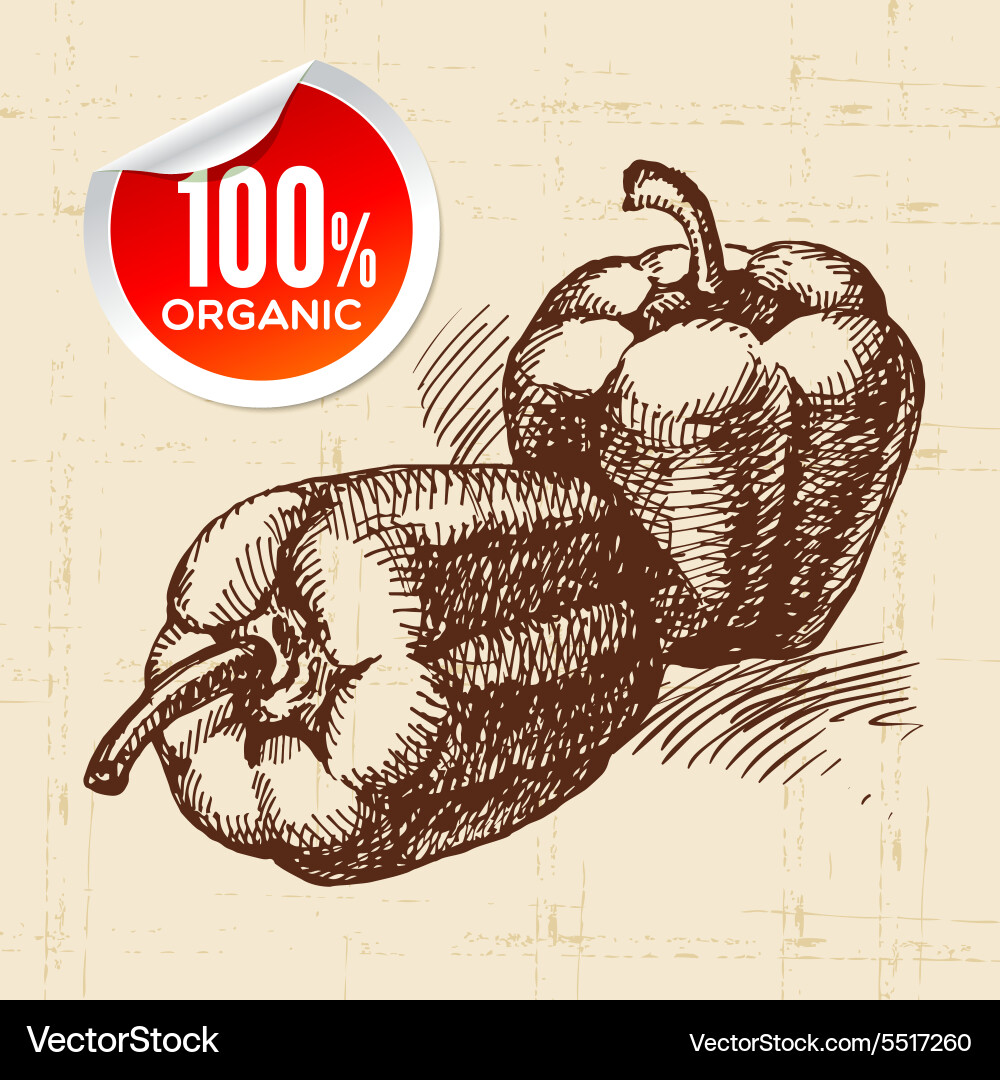 Hand Drawn Pepper Sketch Royalty Free Vector Image