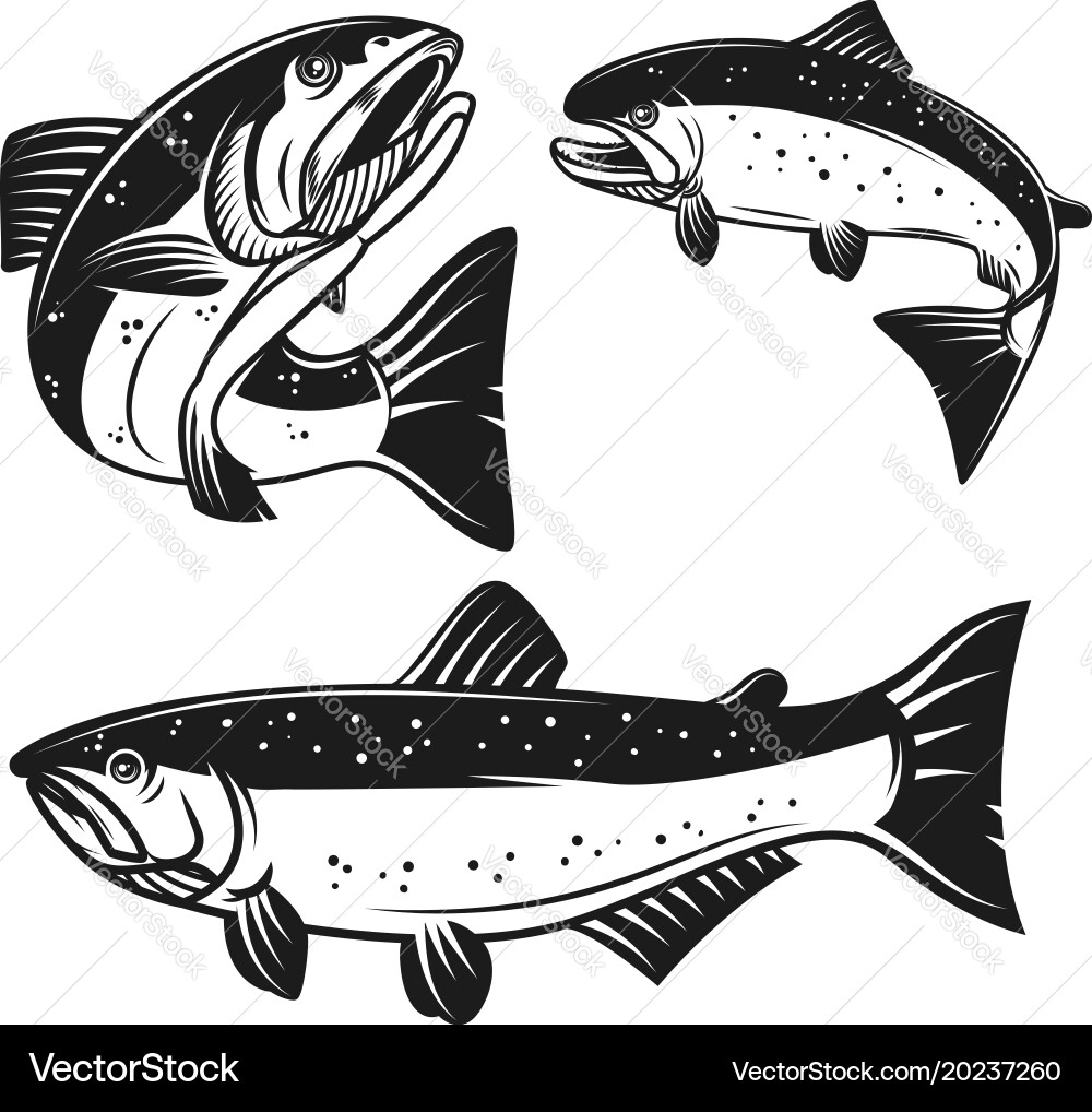 Salmon Fish Icons Collection Royalty Free Vector Image
