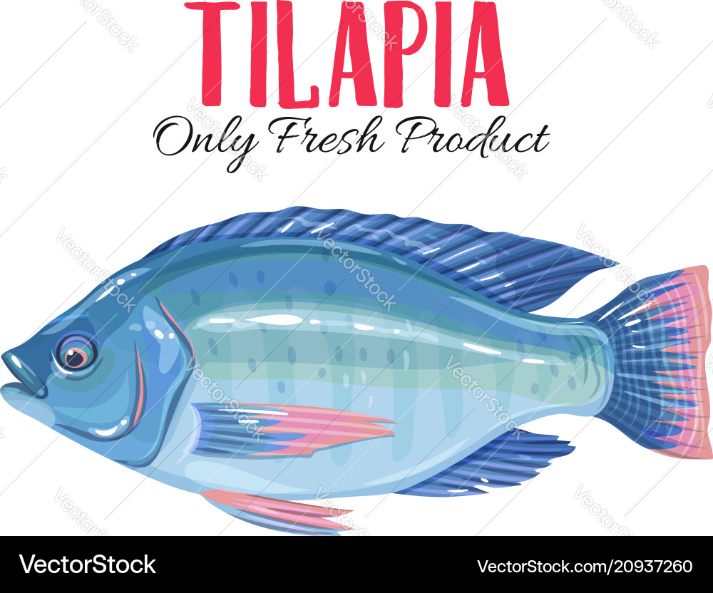 Tilapia Royalty Free Vector Image - VectorStock