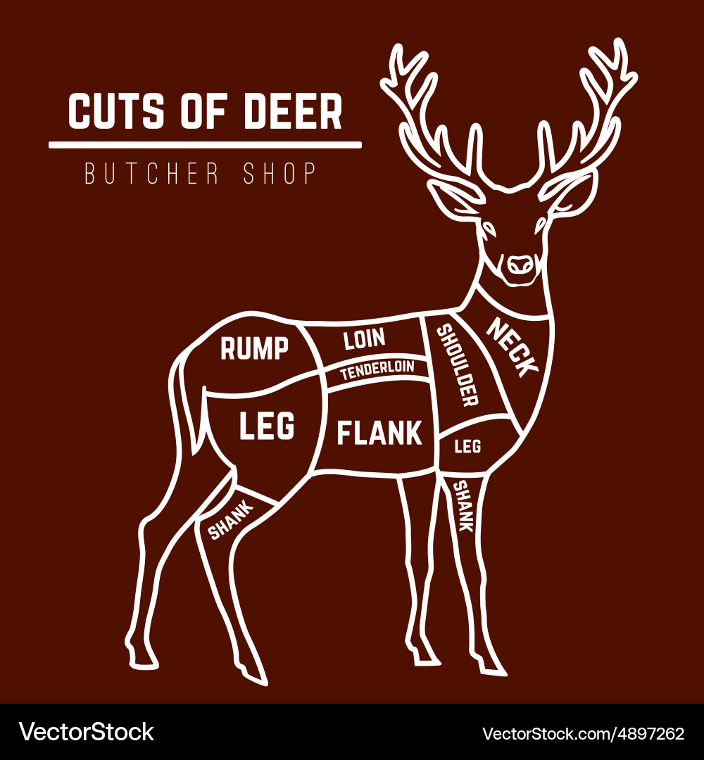 Deer meat cuts in color Royalty Free Vector Image