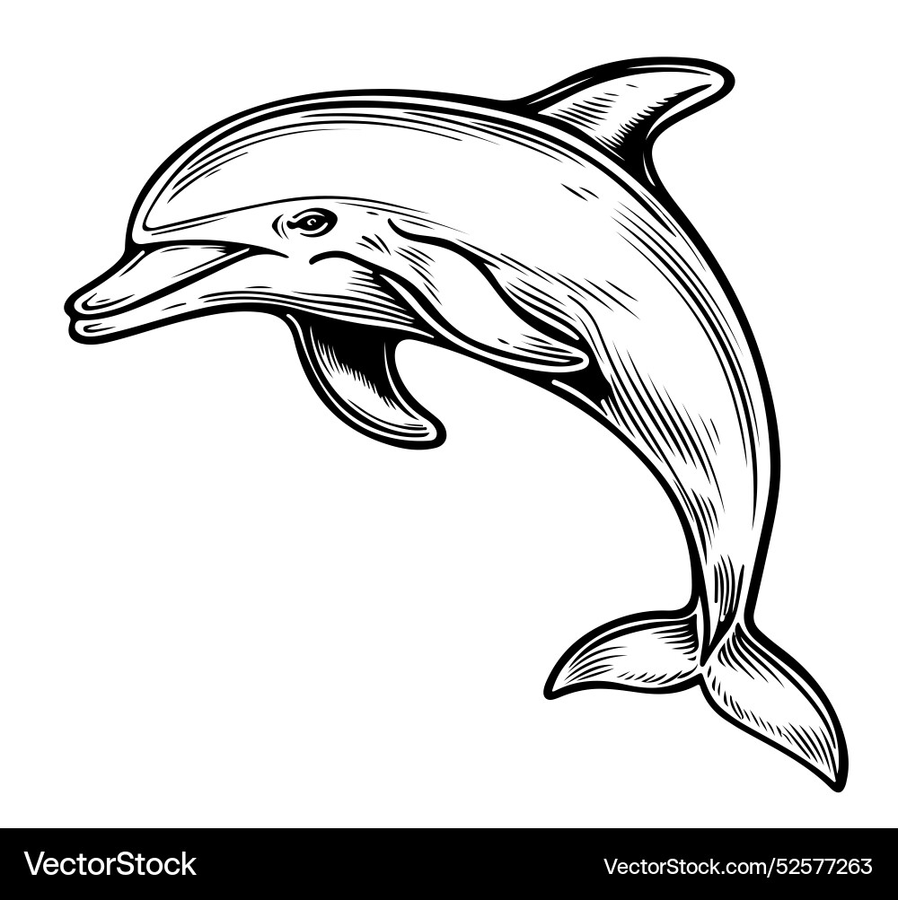 Black and White Dolphin Sketch Royalty Free Vector Image