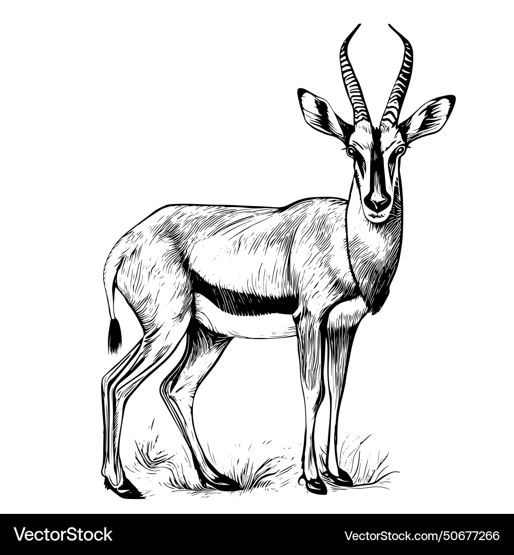 Hand drawn antelope animal sketch Royalty Free Vector Image