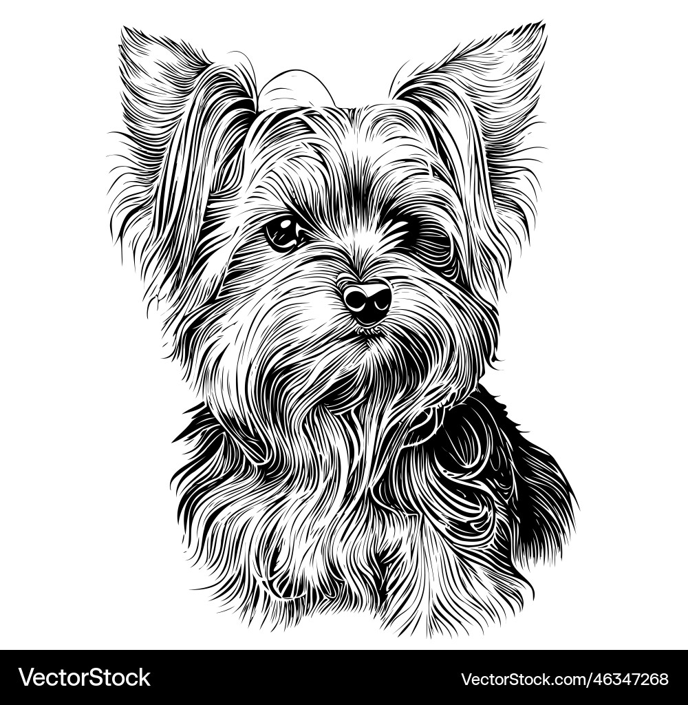 Yorkshire terrier dog hand drawn sketch Royalty Free Vector