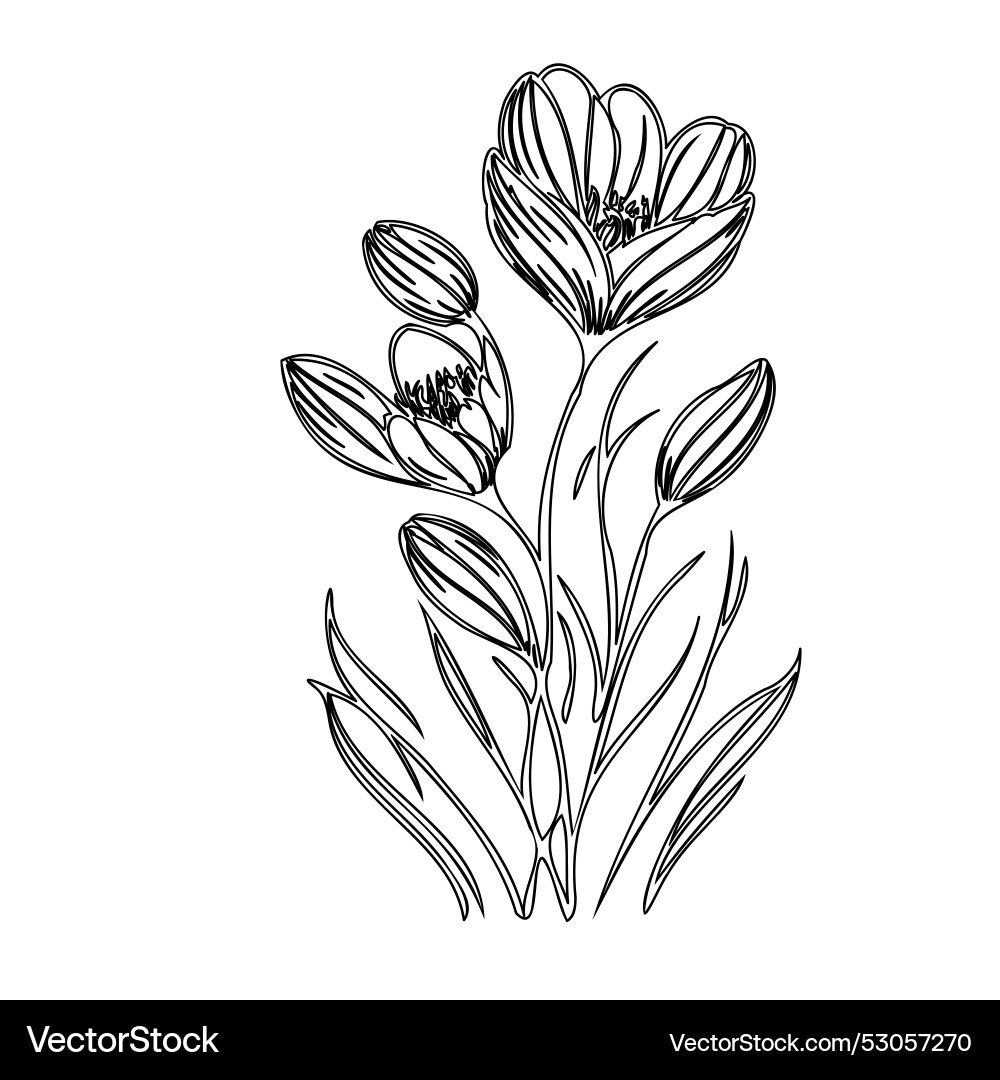 Crocus flower plant sketch outline Royalty Free Vector Image
