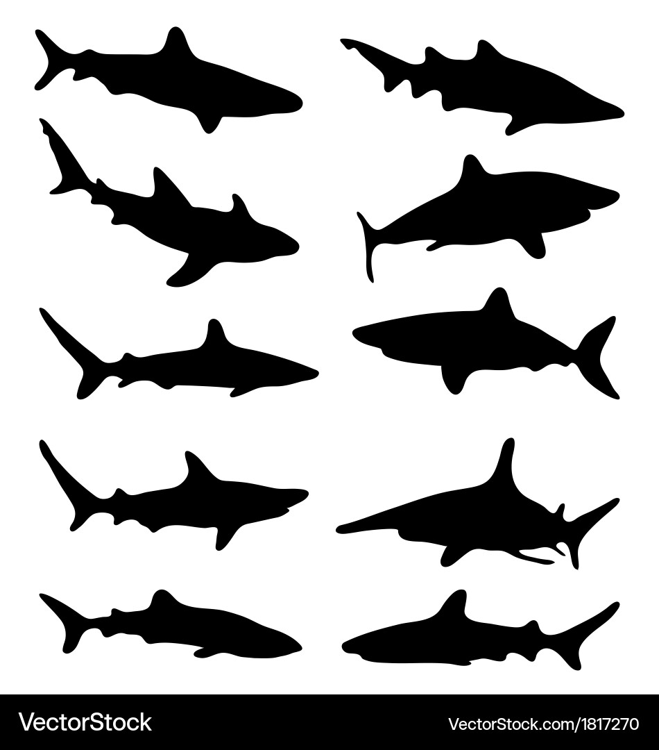 Sharks Royalty Free Vector Image - VectorStock