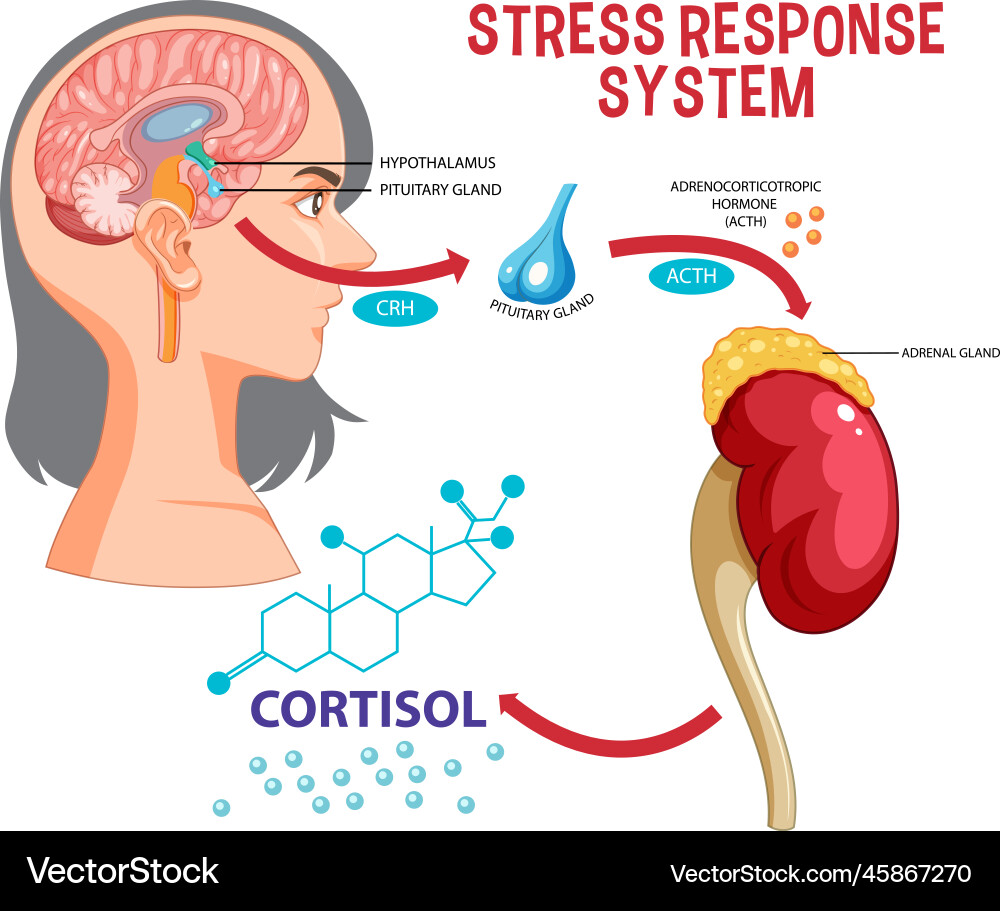 Stress response system scheme Royalty Free Vector Image