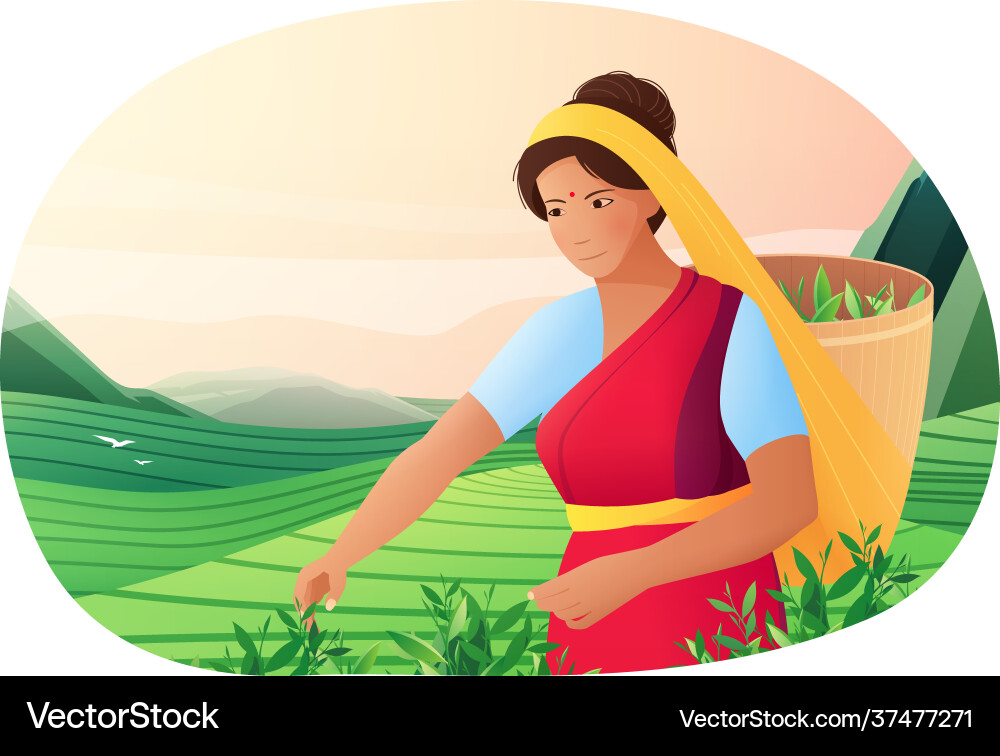 Gathering tea plantation composition Royalty Free Vector