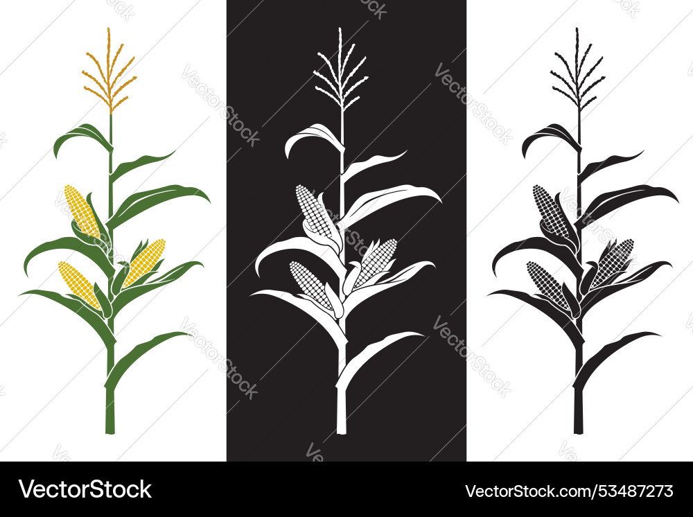 Corn stalk Royalty Free Vector Image - VectorStock
