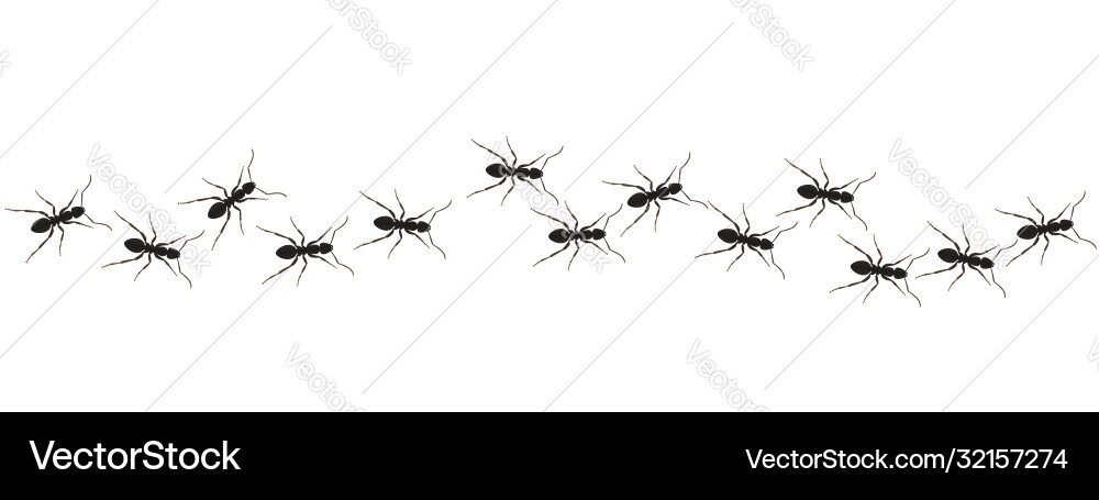 Ants path Royalty Free Vector Image - VectorStock