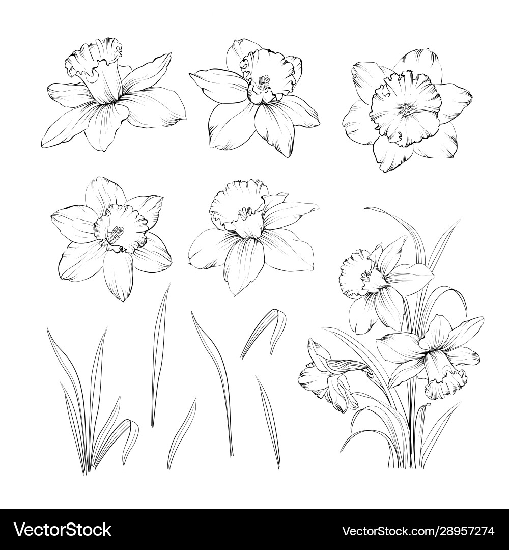 Set line drawing narcissus daffodils blossom Vector Image