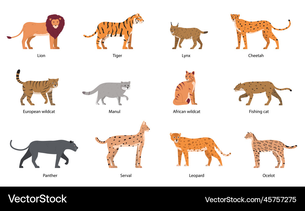 Wild Cat Icon Set - Animal Collection Royalty Free Vector