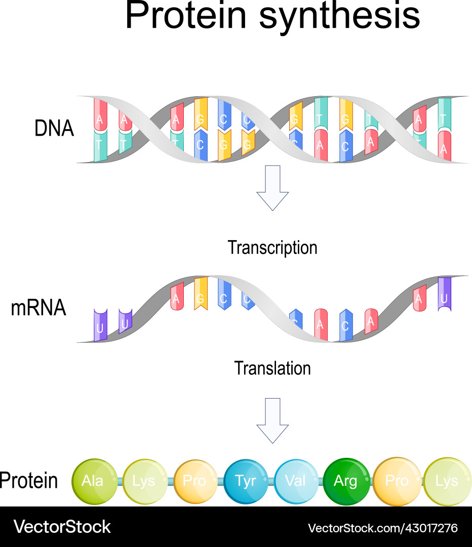 Transcription and translation protein synthesis Vector Image