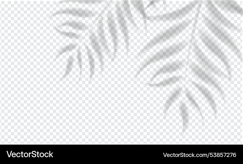 Tropical Palm Leaf Border Royalty Free Vector Image