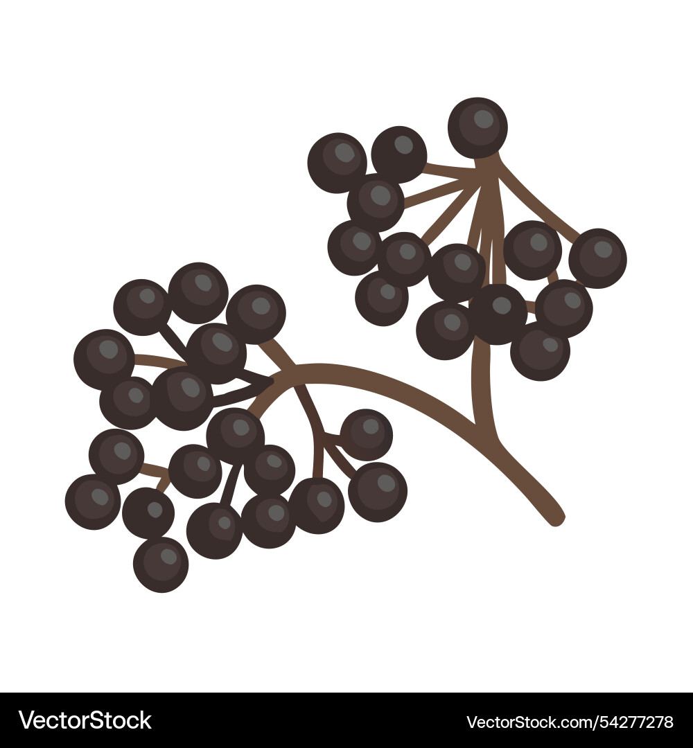 Elderberry icon fruits Royalty Free Vector Image