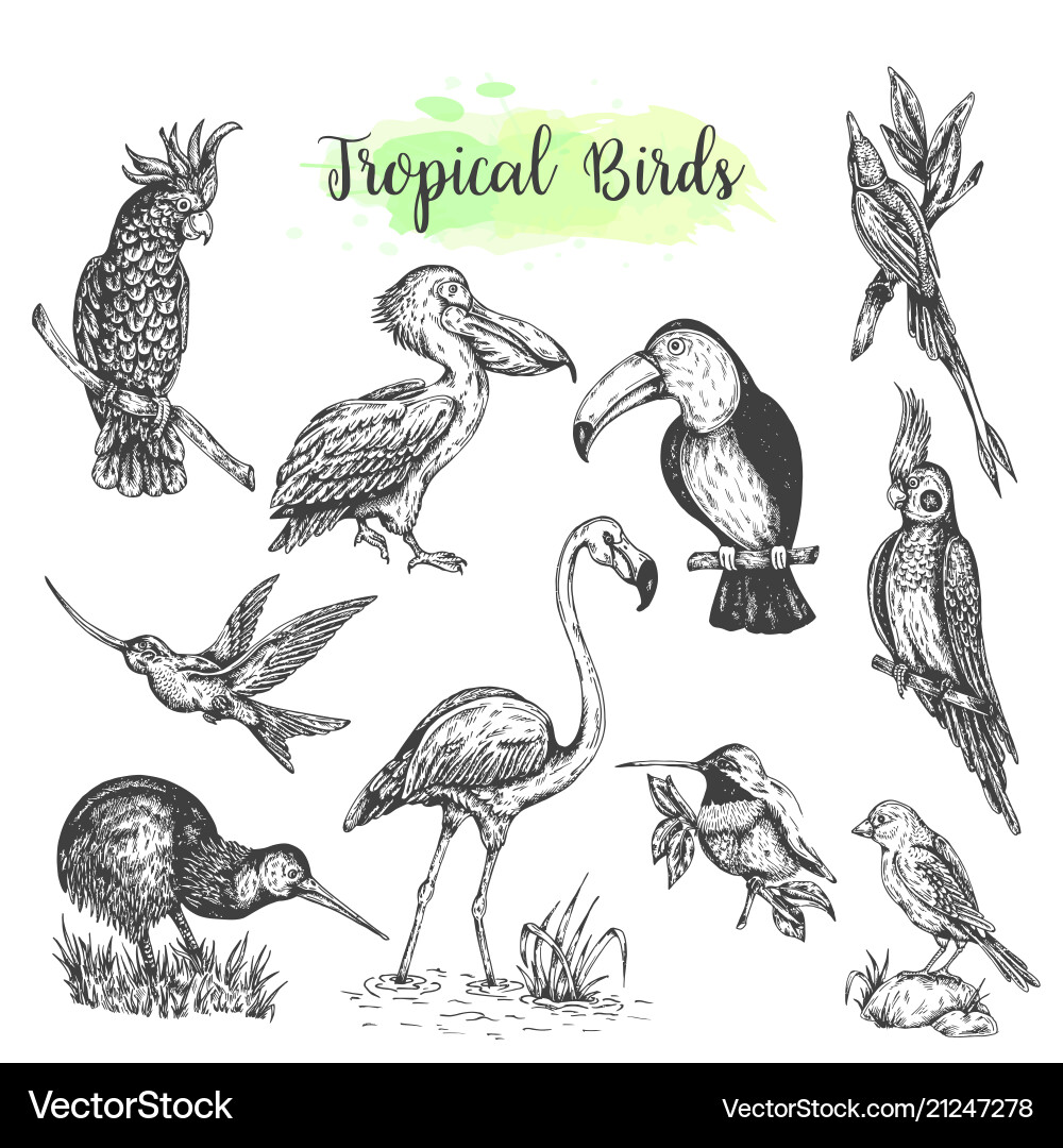 Exotic Tropical Birds - Toucan, Flamingo, Parrot Vector Image
