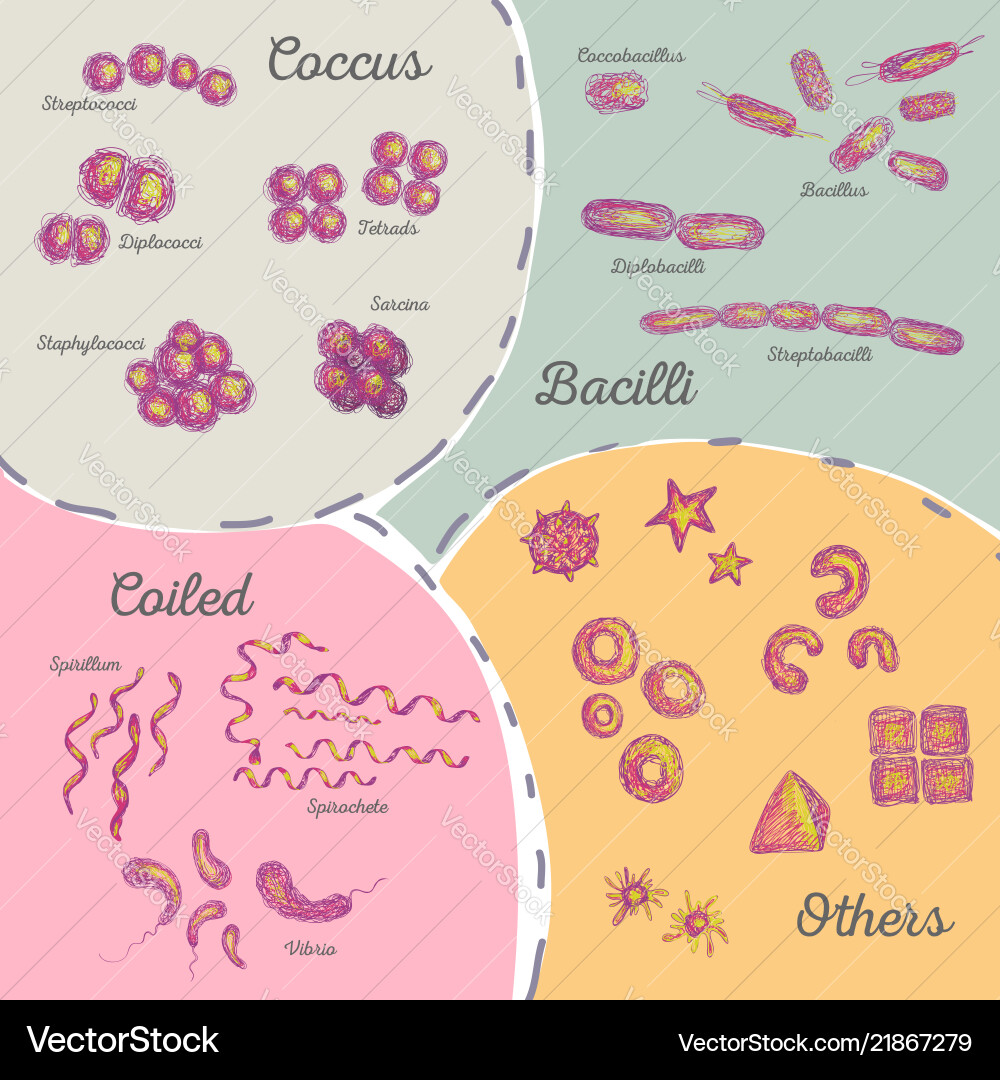 Bacteria set Royalty Free Vector Image - VectorStock