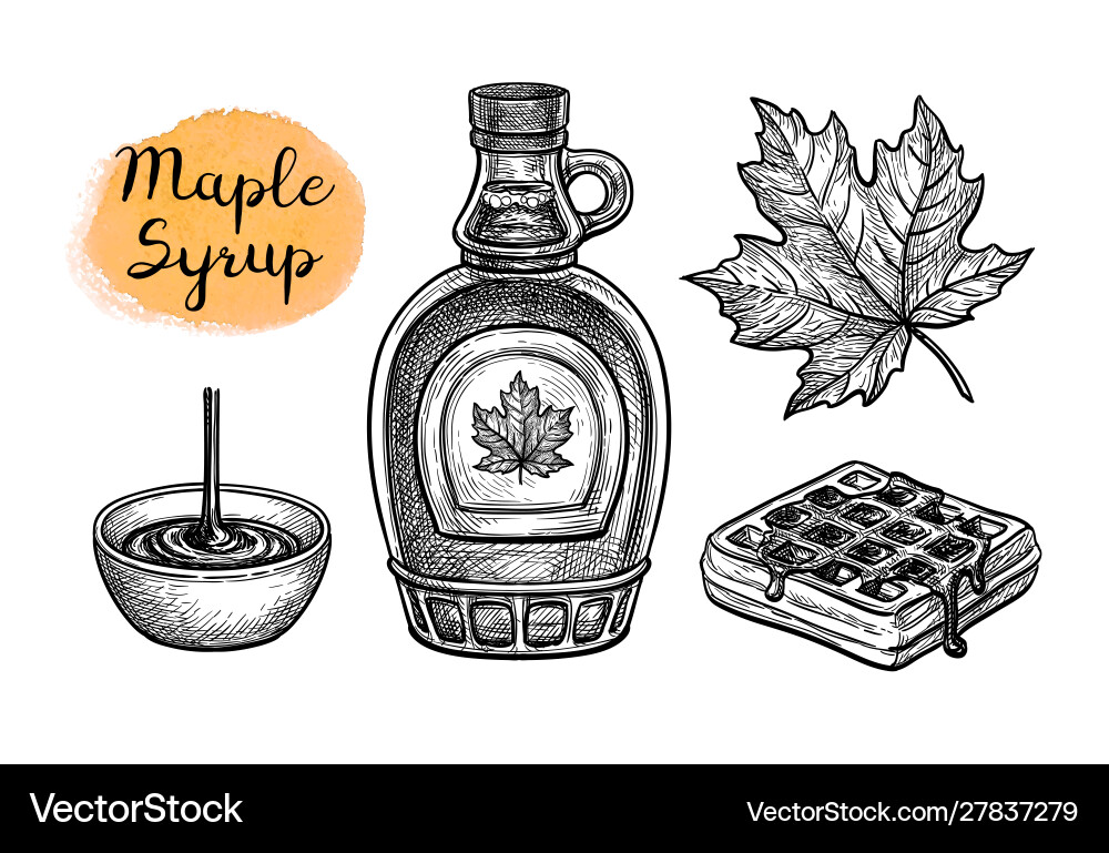 Maple syrup set Royalty Free Vector Image - VectorStock