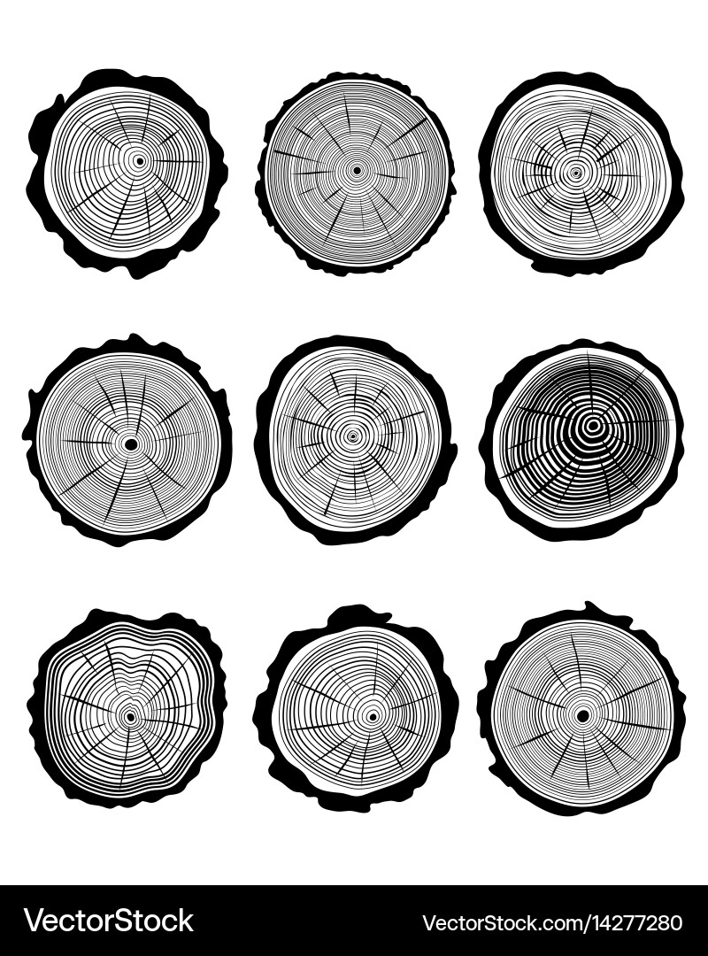 Cross section of the trunk Royalty Free Vector Image
