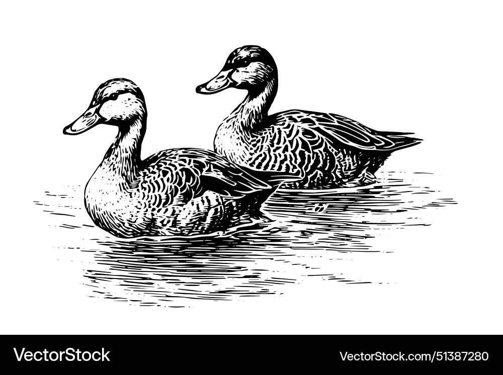 Swimming duck hand drawn ink sketch engraved Vector Image