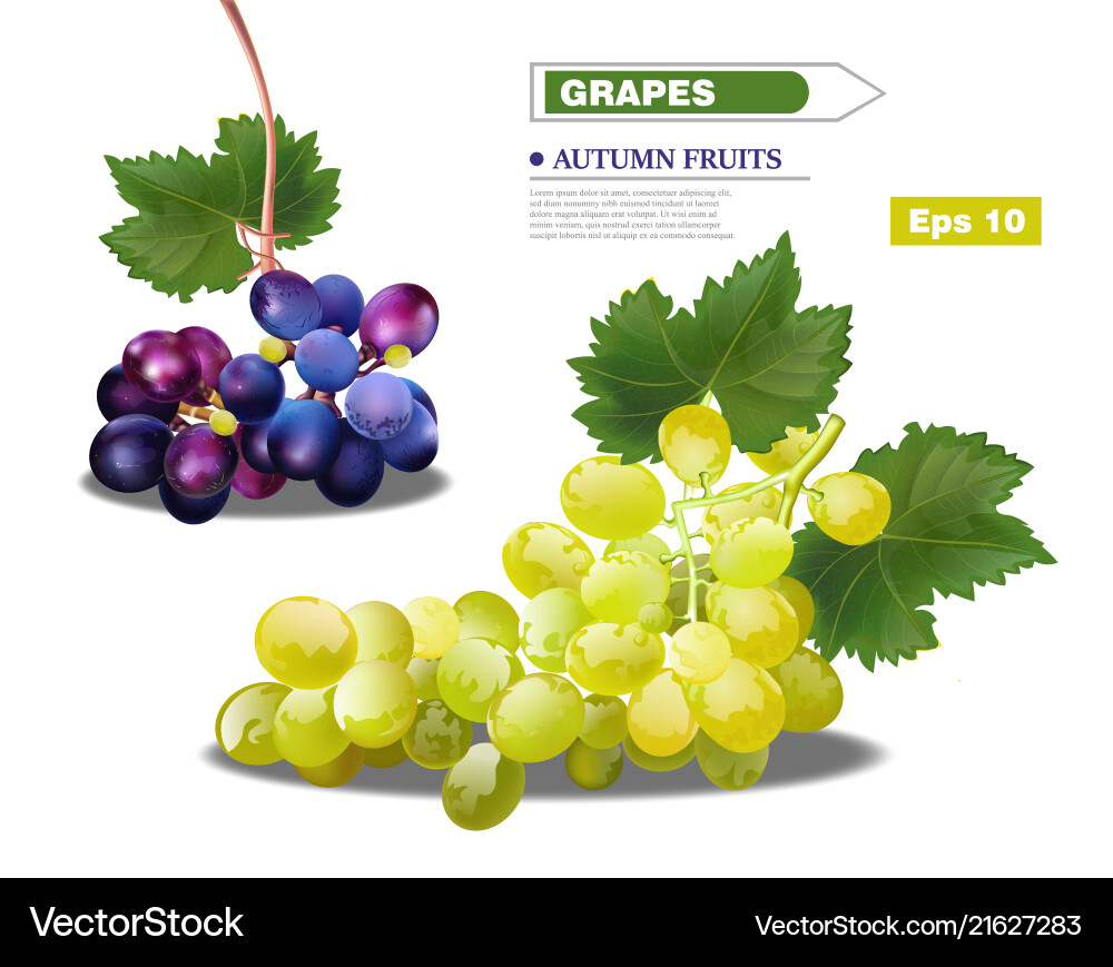Grapes vine realistic template autumn Royalty Free Vector